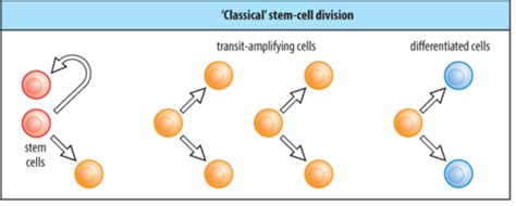 Lecture 6 The Stem Cell Niche Flashcards Quizlet