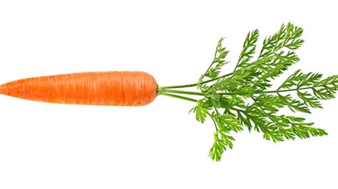 Морковь картинка для детей на прозрачном фоне