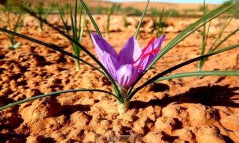 Achouri Salah Posted On Linkedin