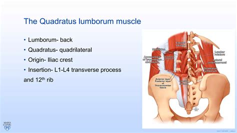 Quadratus Lumborum Block Dr V Koyyalamudi Pptx