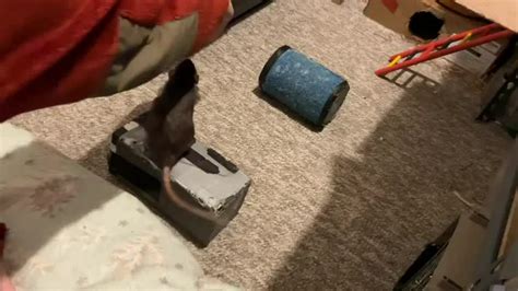 My Smart Pet Rat Cracker Combining Fetch With Walking Backwards On A