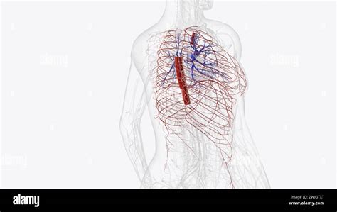 Anatomy Of The Heart Subclavian Artery Carotid Artery Pulmonary My Xxx Hot Girl
