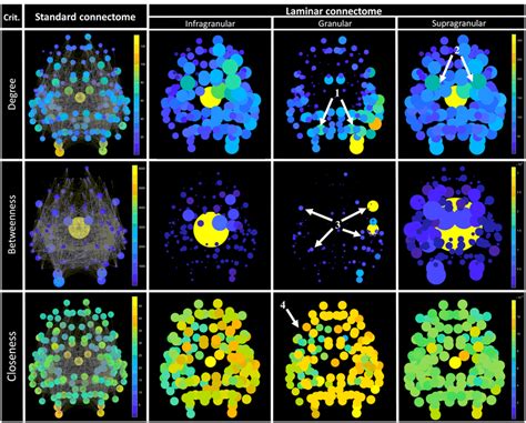 Comparison Of Network Criteria Of Standard Versus Laminar Macaque
