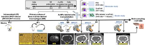 Experimental Timeline For Longitudinal Multimodal Imaging Of