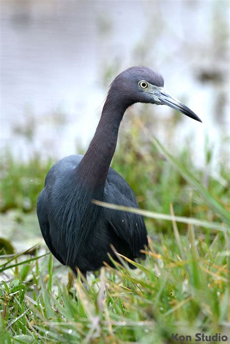 Little Blue Heron – Imagine Our Florida, Inc