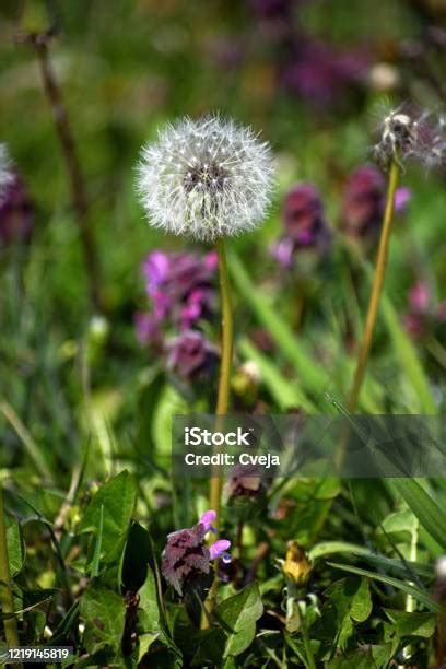 봄 동안 야생의 초원에 아름다운 민들레 꽃 햇빛에 초원에 씨앗과 아름다운 흰색 민들레 봄 꽃으로 가득 한 녹색 잔디 푹신한 씨앗 블로볼 0명에 대한 스톡 사진 및 기타