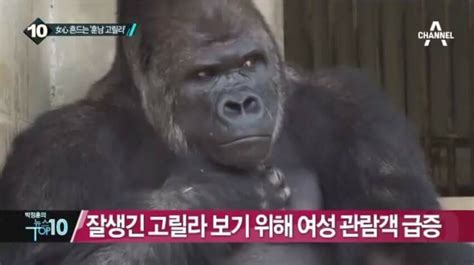 세상에서 가장 잘생긴 고릴라 유머 움짤 이슈 에펨코리아