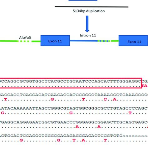 Palb2 Exon 11 Duplication Testing And Breakpoint Identification A Download Scientific
