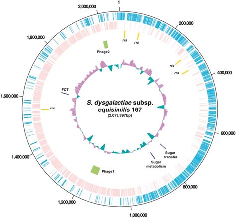 Circular Representation Of The Genome Of Streptococcus Dysgalactiae Download Scientific Diagram