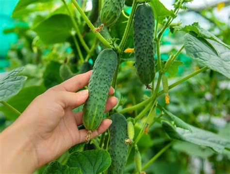 Mistakes To Avoid When Growing Cucumbers Backyard Boss