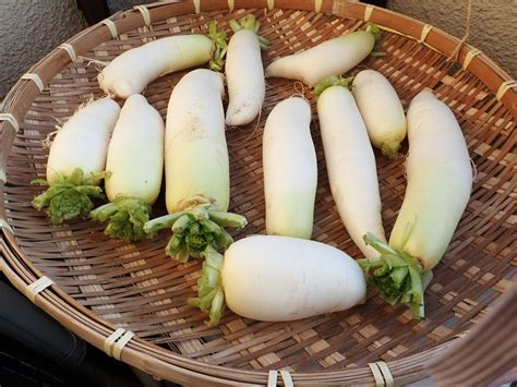 大根干して冬支度 楽山楽水日記Ⅱ