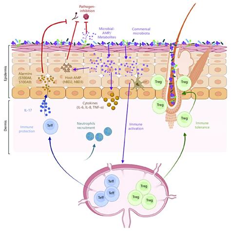 Neonatal Skin As An Important Site Of Host Microbial Interactions And