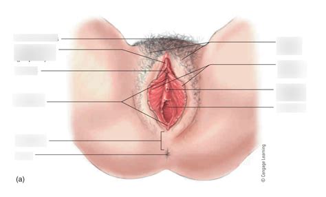 Human Sex Anatomy Diagram Quizlet