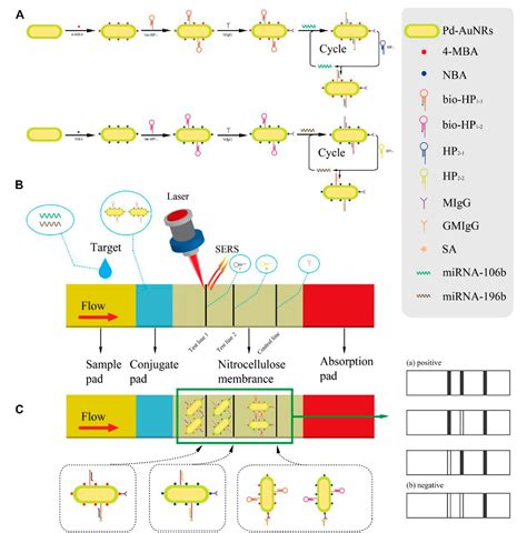 Figure 1 From Sers Based Lateral Flow Assay For Rapid And Ultrasensitive Quantification Of Dual