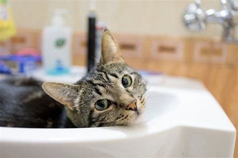 Why Is My Cat Obsessed With The Sink 6 Reasons Why