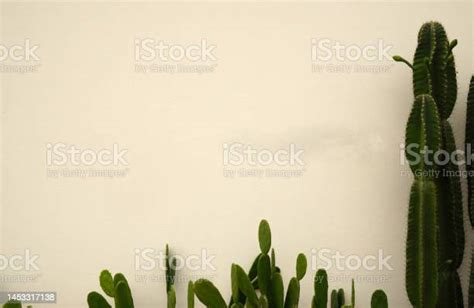 만다카루 또는 카르데이로로 알려진 세레우스 자마카루의 녹색 선인장은 복사 공간이 있는 흰색 배경에 격리된 선인장 사막입니다 0명에 대한 스톡 사진 및 기타 이미지 Istock