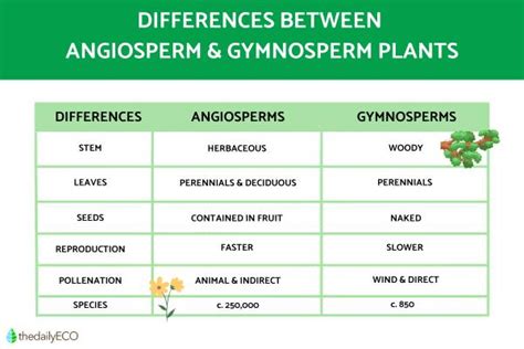 The Difference Between Angiosperm And Gymnosperm Plants Gymnosperms Vs Angiosperms