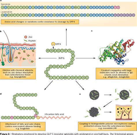 Glucagon Like Peptide 1 Receptor Semantic Scholar