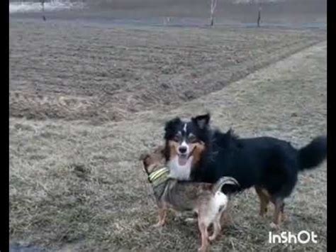 Comment Fonctionne L Accouplement Chez Les Chiens Univers Canin YouTube