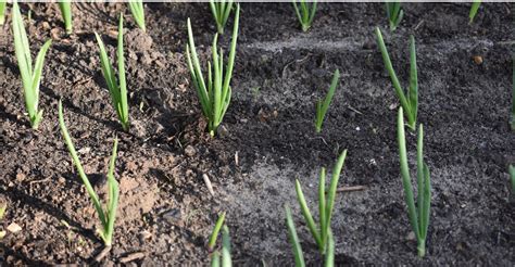 March Gardening Checklist National Allotment Society