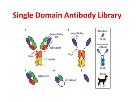 Ppt Single Domain Antibody Powerpoint Presentation Free Download