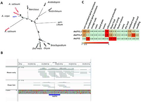 Genome And Transcriptome Analyses Of Garlic LFY Homologs A