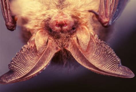 Human Echolocation A Story Of Hidden Senses