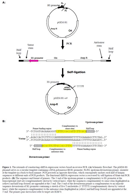 A Strategy For Constructing And Verifying Short Hairpin RNA Expression Vectors