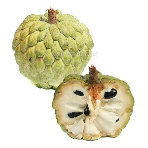 Нойна Сахарное яблоко калорийность полезные свойства польза и вред описание