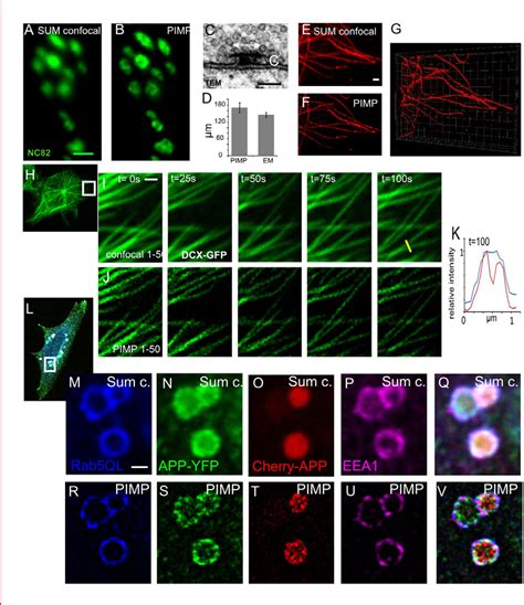 Figure 3 From Sub Diffraction Imaging On Standard Microscopes Through Photobleaching Microscopy