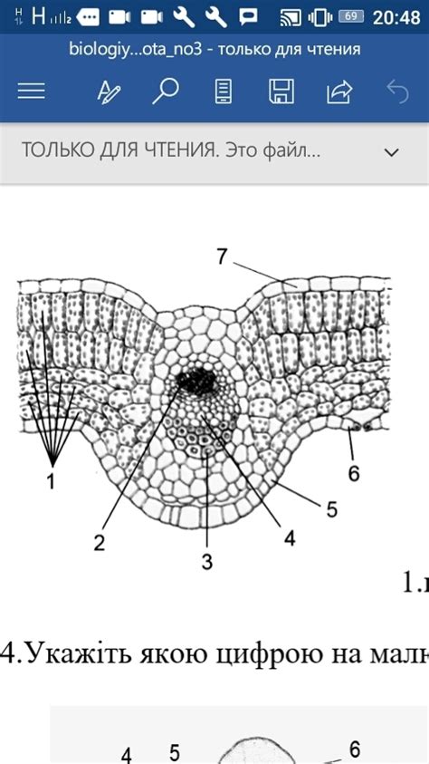 Укажите какой цифрой на рисунке обозначено Кожица зелёные клетки и ситовидные трубки Срочно
