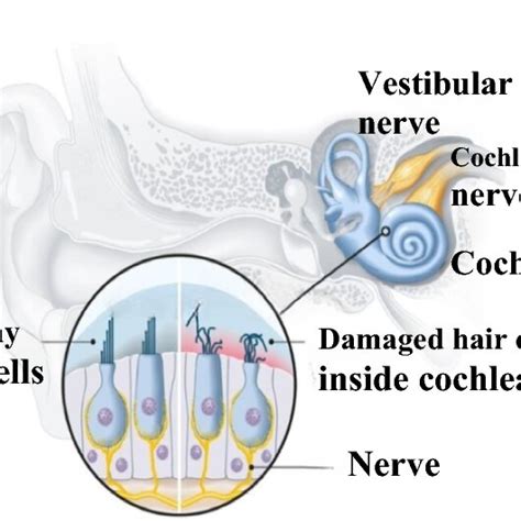 Interpretation Of The Auditory System Environmental Neurons The