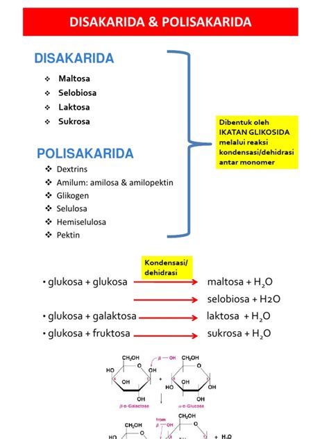 Struktur Dan Contoh Polisakarida Pdf
