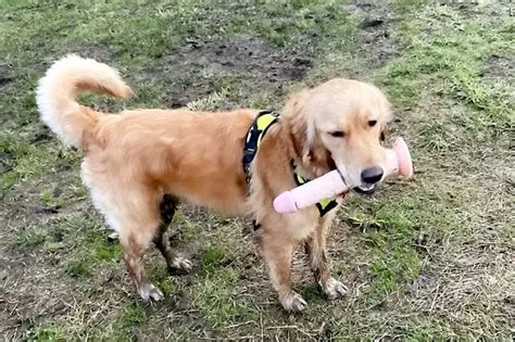 Curious Dog Finds Huge Sex Toy During Walk And Refuses To Put Lewd