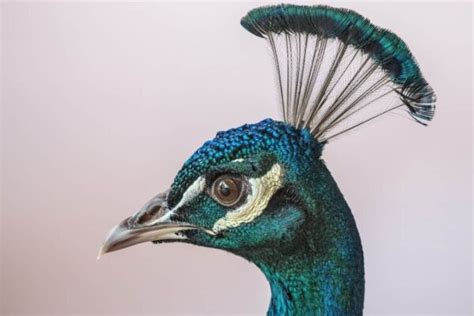 Can You Eat Peacock What To Consider Foods Guy