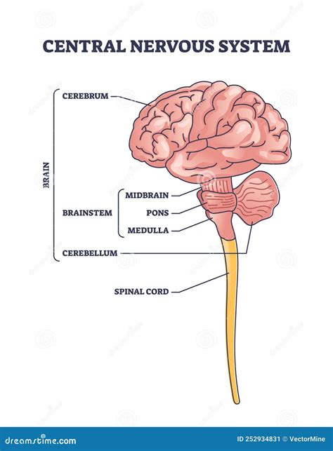 中枢神经系统模型与中枢脑器官结构轮廓图 向量例证 插画 包括有 培训 大脑 核心 带状闪长岩 后脑 252934831