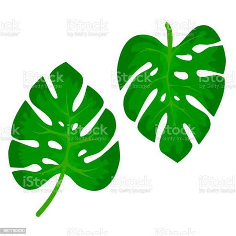 열 대 녹색 백색 Bacjground에 고립 된 몬스 테라 식물의 잎 열 대 이국적인 정글 디자인 자연입니다 벡터 일러스트 레이 션 꽃 식물에 대한 스톡 벡터 아트 및 기타