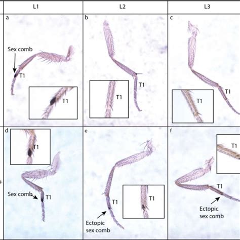 Ectopic Bs Of A Pcg Mutant A F B Phenotype Of Download Scientific Diagram