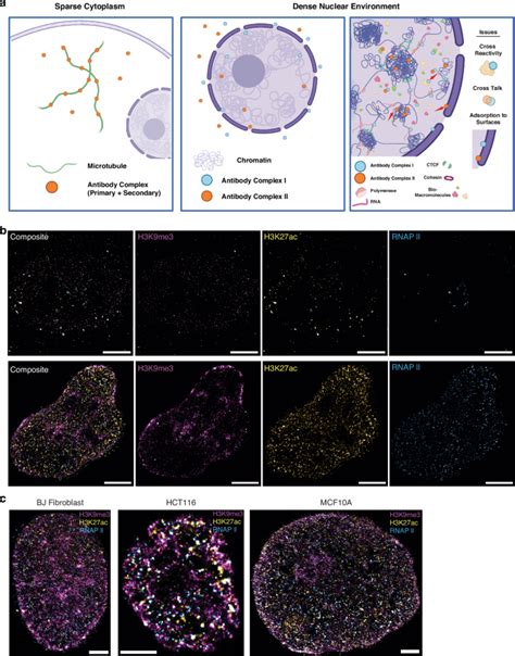 染色质中的三色单分子定位显微镜 Light Science And Applications X Mol
