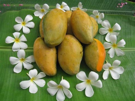 มะม่วงทองดำ บัวทองพันธุ์ไม้ กิ่งพันธุ์ไม้ผล