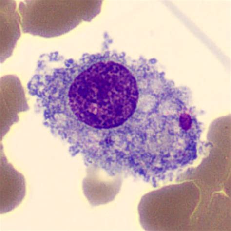 Colonización De Macrófagos Humanos Por Neisseria Gonorrhoeae Mediante Alteración De La Membrana