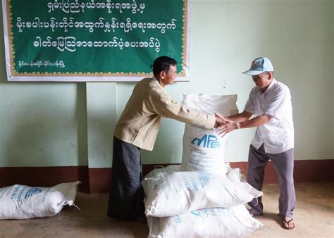 မိုင်းယန်းမြို့၌ မိုးစပါးပန်းတိုင်အထွက်နှုန်းရရှိစေရန် ယူရီးယားဓါတ်မြေဩဇာများ ထောက်ပံ့ပေးလျက်ရှိ