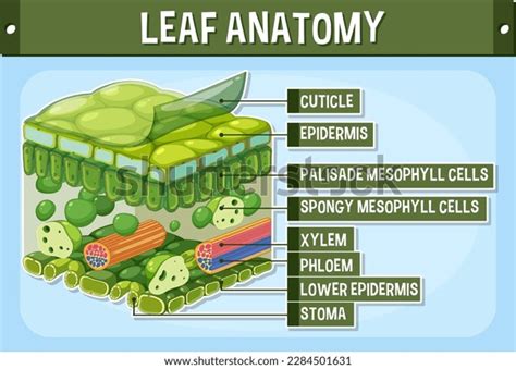 Internal Structure Leaf Diagram Illustration Stock Vector Royalty Free