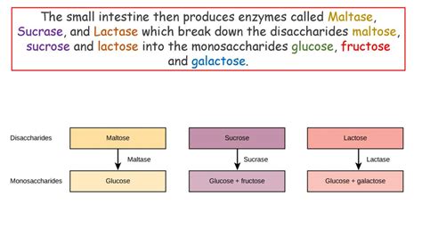 An Enzyme Called Sucrase At Heather Colter Blog