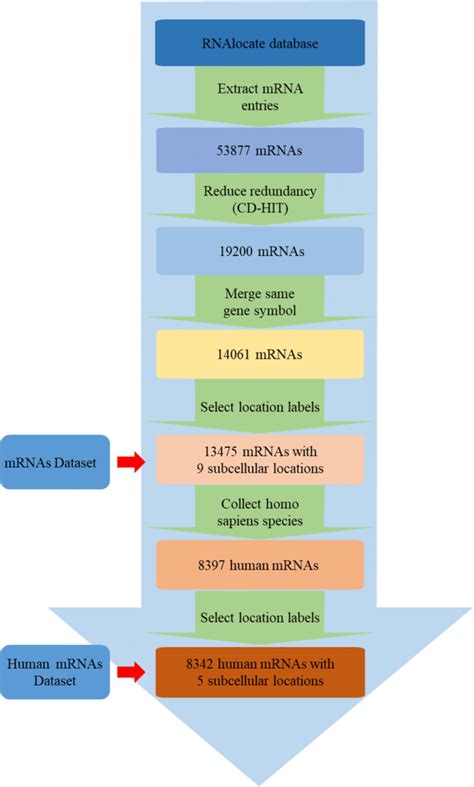 The Flowchart Of Mrna Subcellular Localization Dataset Construction