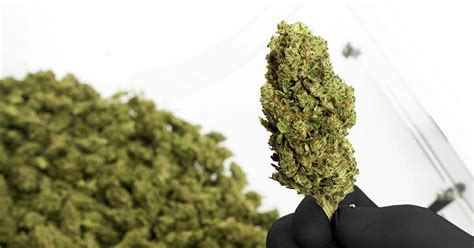 How To Make Hash From Dry Sift Or Unrefined Kief