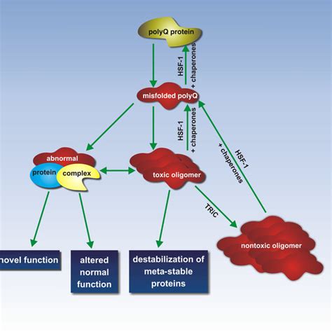 Possible Cellular Sequelae Of Expanded Polyq Protein Misfolding Download Scientific Diagram