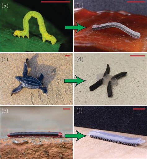 Magnetically Actuated Bio Inspired Soft Robots Surgical Robotics Lab