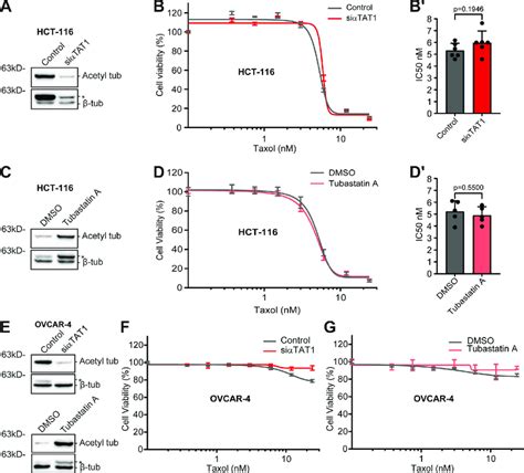 α Tubulin Acetylation Does Not Interfere With Taxol Cytotoxicity A Download Scientific