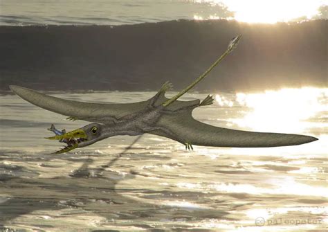 Rhamphorhynchus Facts And Pictures